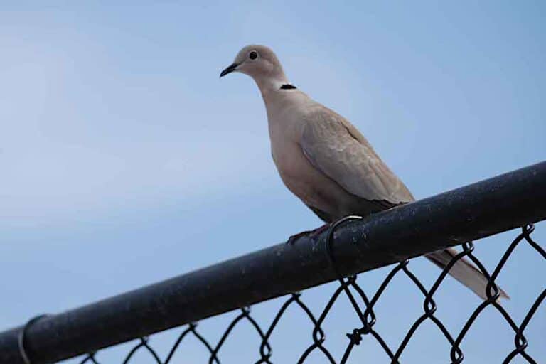 26 Backyard Birds In Kansas (Info & Photos) - Bird Feeder Hub