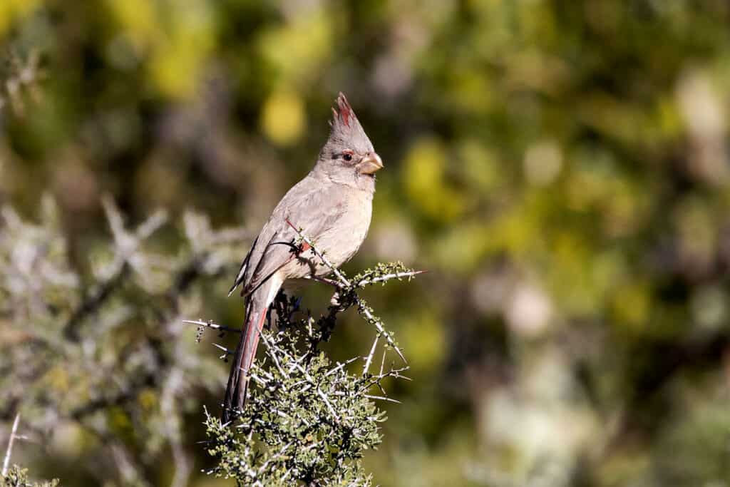 Learn About These 28 Arizona Backyard Birds - Bird Feeder Hub