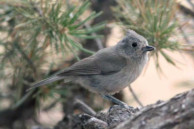 North American Titmice (Overview) - Bird Feeder Hub