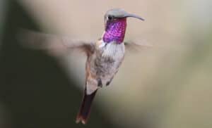 20 Purple Birds (with Pictures) - Bird Feeder Hub