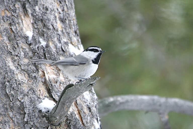 25 Backyard Birds in Nevada (Pictures & Facts) - Bird Feeder Hub