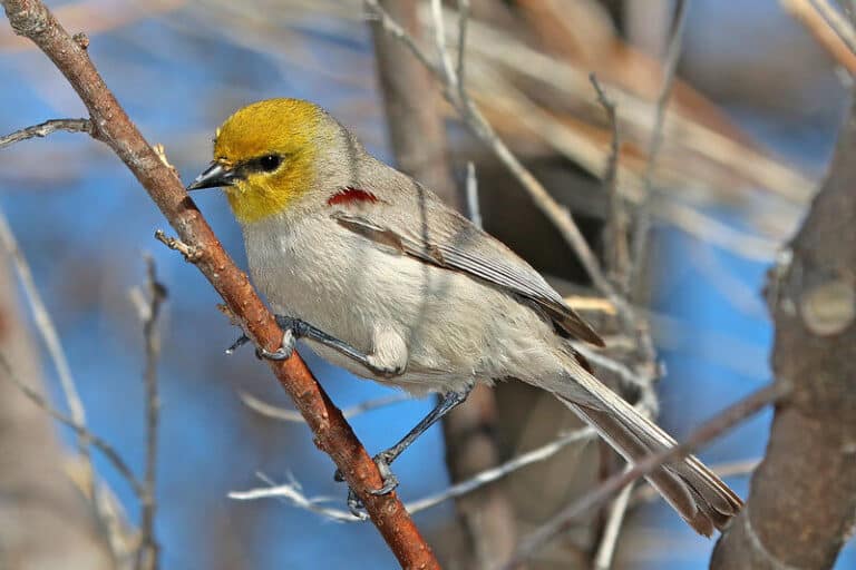 Learn About These 28 Arizona Backyard Birds - Bird Feeder Hub
