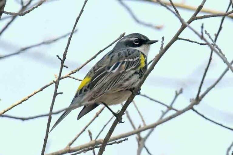 26 Backyard Birds In Minnesota (Pictures) - Bird Feeder Hub