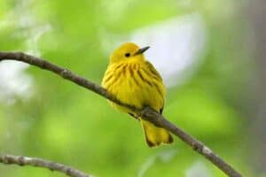 Here are 15 Types of Yellow Birds (With Pictures) - Bird Feeder Hub