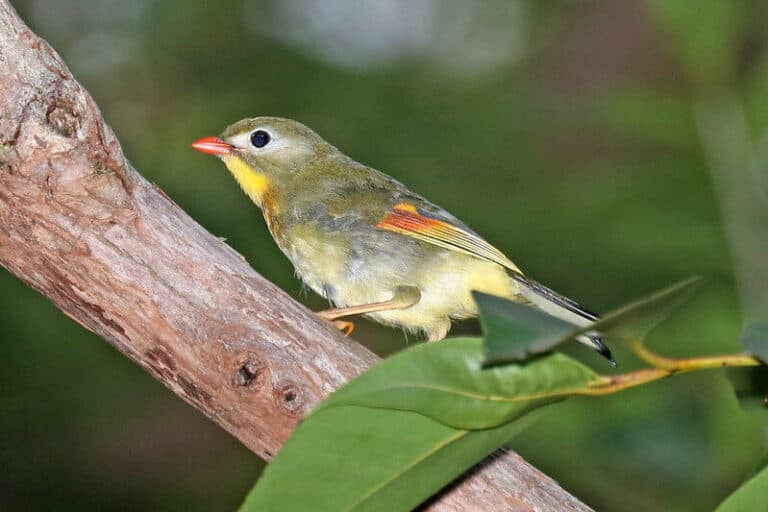 19 Species of Backyard Birds in Hawaii (Pictures) - Bird Feeder Hub