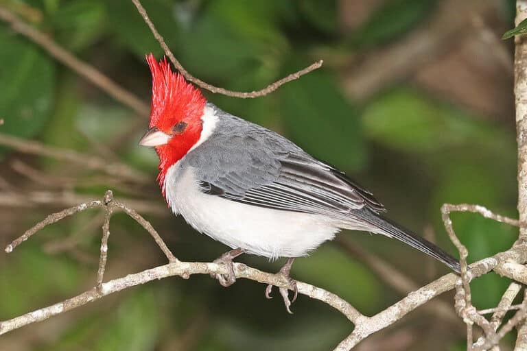 22 Species of Birds with Red Heads (Photos) - Bird Feeder Hub
