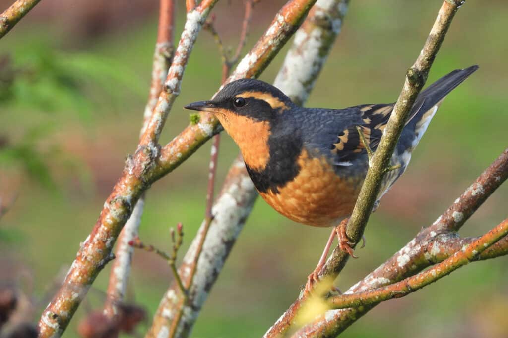 26 Backyard Birds In Oregon (with Pictures) - Bird Feeder Hub