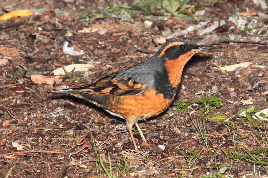 26 Backyard Birds In Oregon (with Pictures) - Bird Feeder Hub