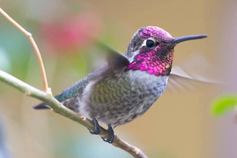 9 Hummingbirds in Utah (Common & Rare) - Bird Feeder Hub