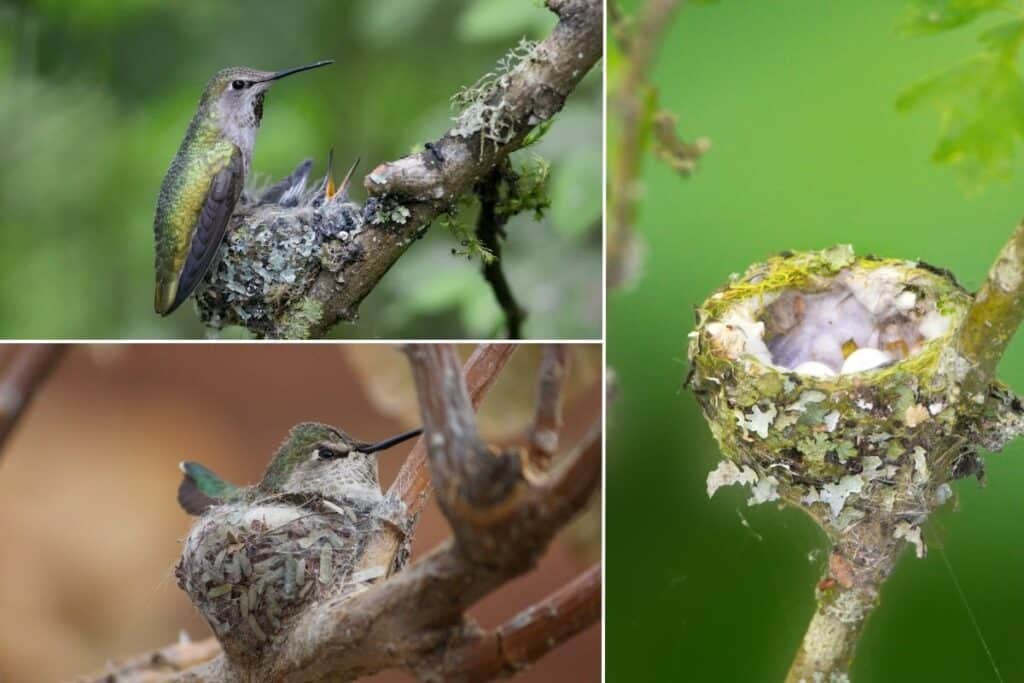 All About Hummingbird Nests (Nest Facts: 12 Species) - Bird Feeder Hub