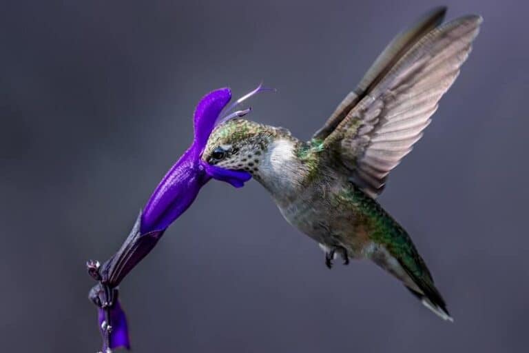 9 Hummingbirds in Utah (Common & Rare) - Bird Feeder Hub