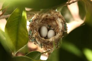 All About Hummingbird Nests (Nest Facts: 12 Species) - Bird Feeder Hub