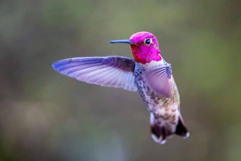 Meet the Anna's Hummingbird (Pictures, Facts, Info) - Bird Feeder Hub