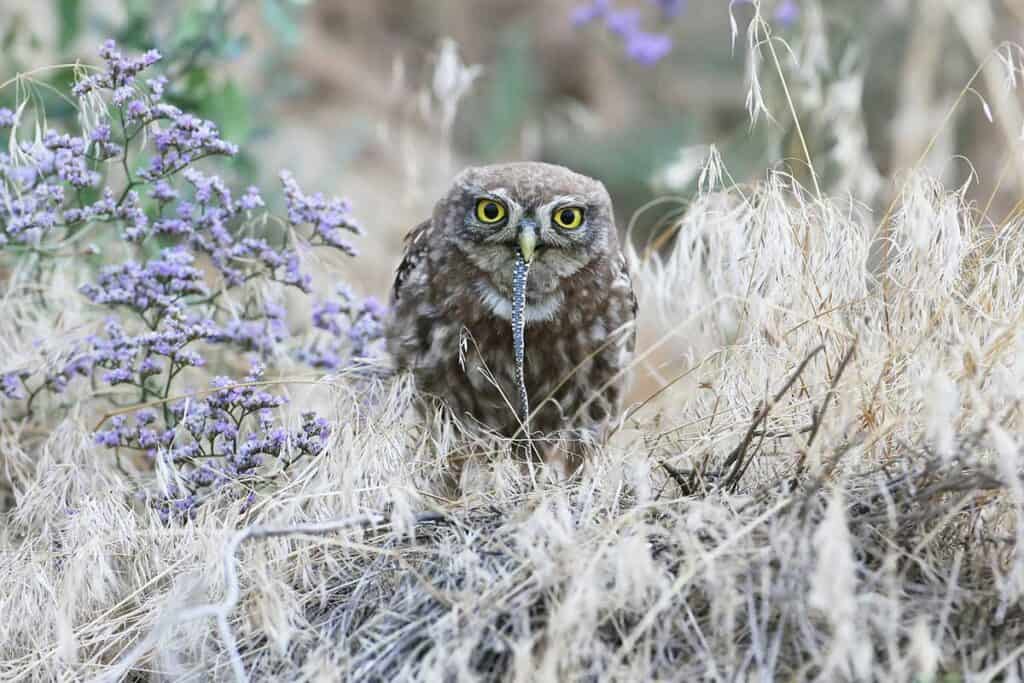 Do Owls Eat Snakes? (Answered) - Bird Feeder Hub