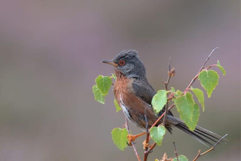 17 Birds That Start With the Letter D (Pictures) - Bird Feeder Hub