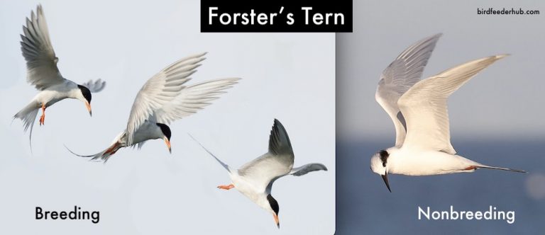 5 Common Terns in Florida (Pics & Info) - Bird Feeder Hub
