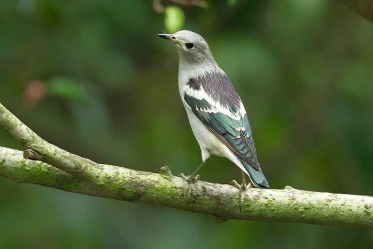 17 Birds That Start With the Letter D (Pictures) - Bird Feeder Hub