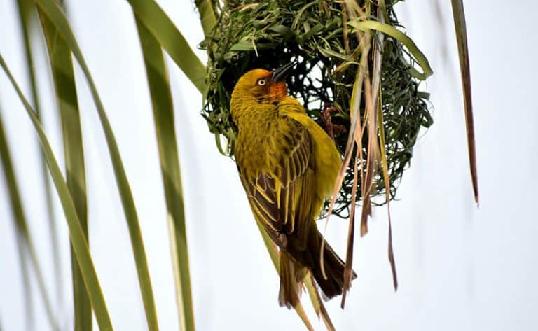 What Do Birds Use to Build Their Nests? (Examples) - Bird Feeder Hub
