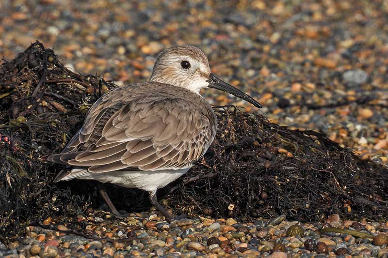 17 Birds That Start With the Letter D (Pictures) - Bird Feeder Hub