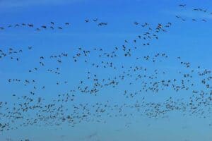 How High Can Birds Fly? (Examples) - Bird Feeder Hub