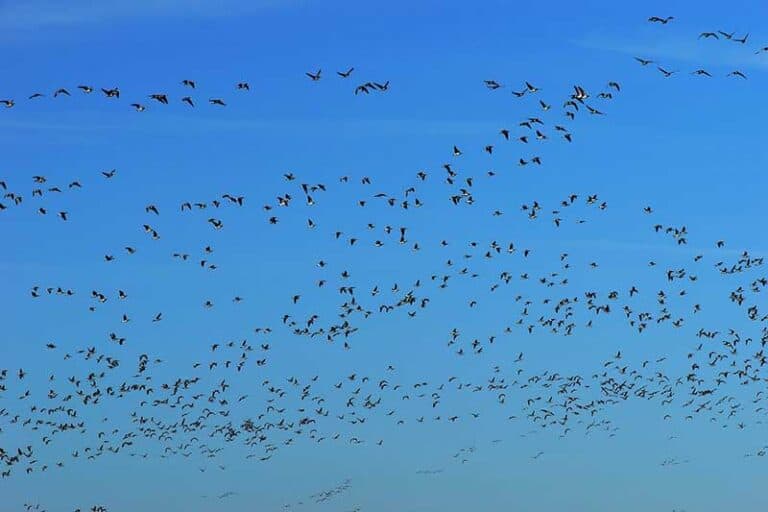 How High Can Birds Fly? (Examples) - Bird Feeder Hub
