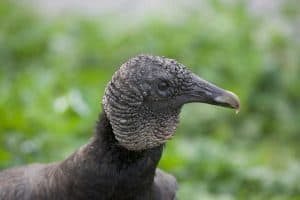 The 2 Types of Vultures in Texas (Detailed Pictures!) - Bird Feeder Hub