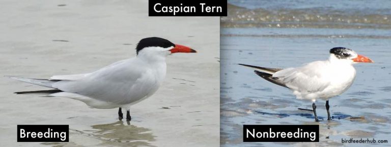 5 Common Terns in Florida (Pics & Info) - Bird Feeder Hub