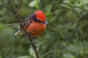 17 Birds That Start With the Letter D (Pictures) - Bird Feeder Hub