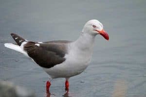 17 Birds That Start With the Letter D (Pictures) - Bird Feeder Hub