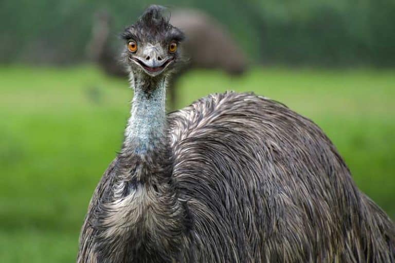 9 Birds With The Largest Feathers - Bird Feeder Hub