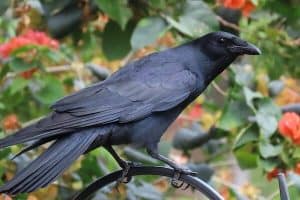 Crow Symbolism (Meanings & Interpretations) - Bird Feeder Hub