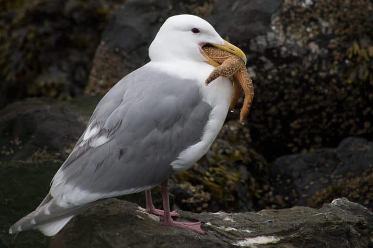 16 Birds That Start With G (Pictures & Info) - Bird Feeder Hub