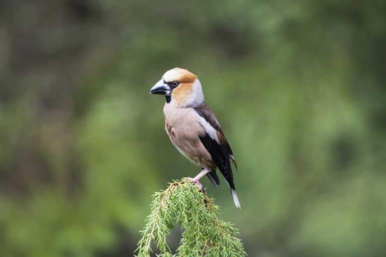 22 Types of Birds That Start With H (with Photos) - Bird Feeder Hub