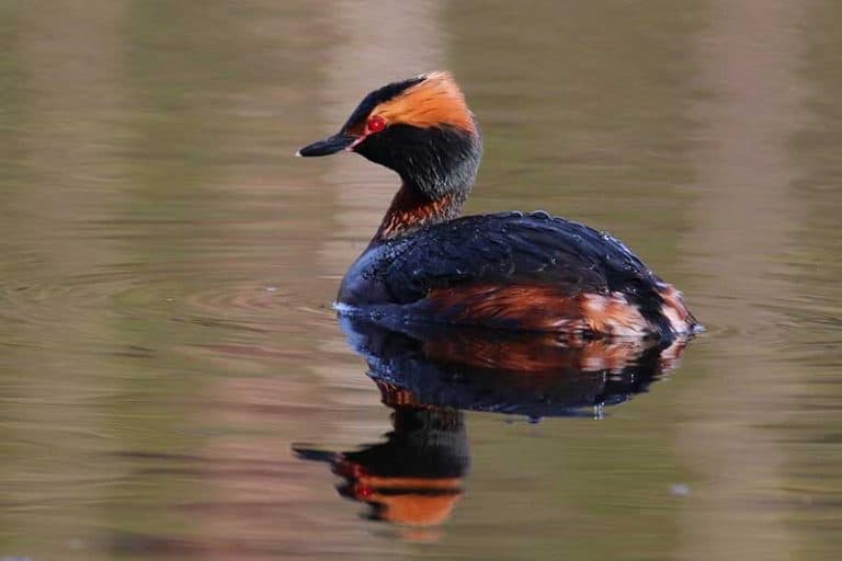 12 Birds With Red Eyes (Pictures & Info) - Bird Feeder Hub
