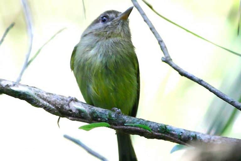 16 Types of Birds That Start With K (with Photos) - Bird Feeder Hub