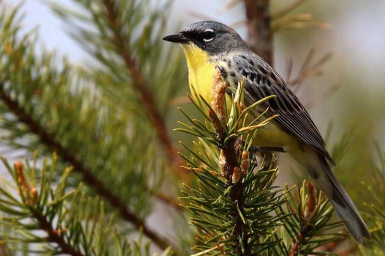 16 Types of Birds That Start With K (with Photos) - Bird Feeder Hub