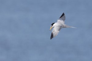 5 Common Terns in Florida (Pics & Info) - Bird Feeder Hub