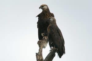 18 Birds That Start With M (Pictures & Facts) - Bird Feeder Hub