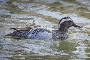 16 Birds That Start With G (Pictures & Info) - Bird Feeder Hub