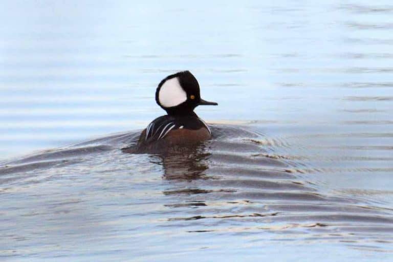 12 Pond Birds (Photos & Facts) - Bird Feeder Hub