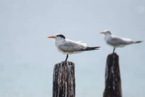 5 Common Terns in Florida (Pics & Info) - Bird Feeder Hub