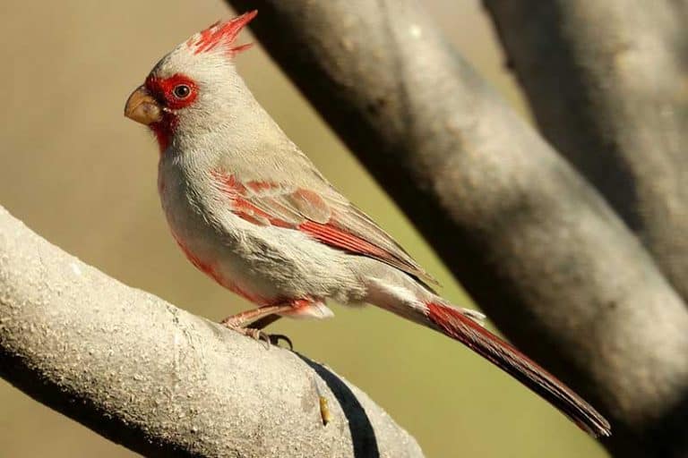 15 Unique Birds That Start with P (with Pictures) - Bird Feeder Hub