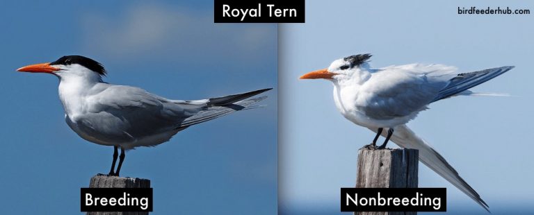 5 Common Terns in Florida (Pics & Info) - Bird Feeder Hub
