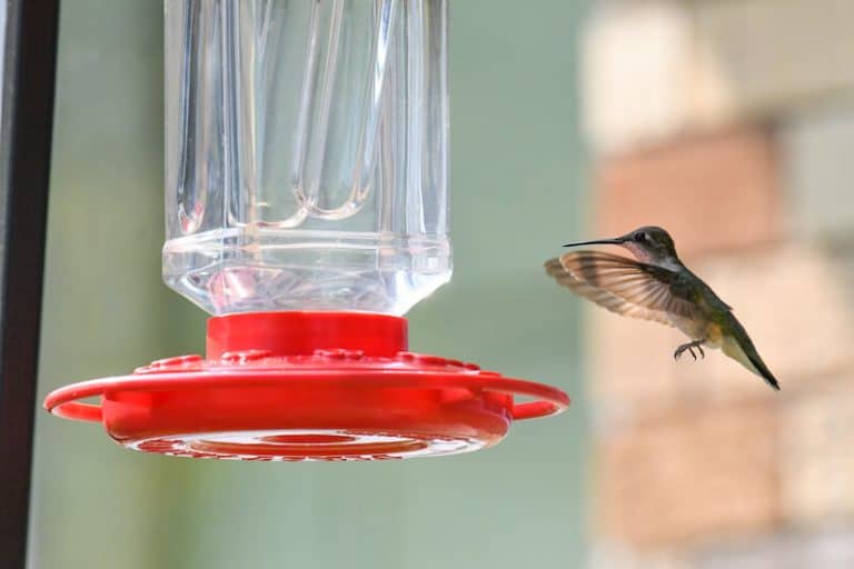 How To Make Hummingbird Food (Easy Recipe) - Bird Feeder Hub