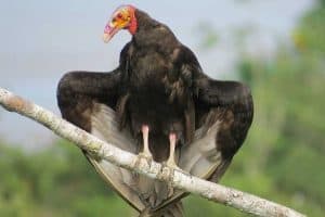 The 2 Types of Vultures in Texas (Detailed Pictures!) - Bird Feeder Hub