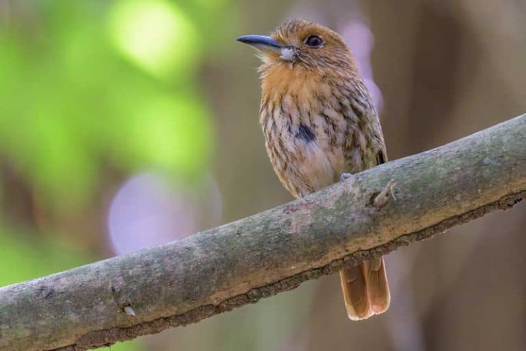 15 Unique Birds That Start with P (with Pictures) - Bird Feeder Hub