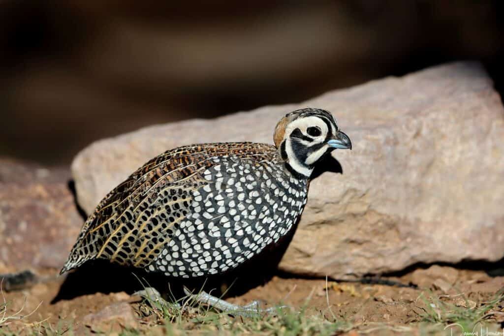 5 Types of Birds That Start With Q (with Pictures) - Bird Feeder Hub