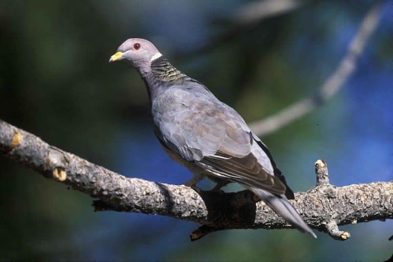 28 Birds That Start With B (Pictures & Facts) - Bird Feeder Hub