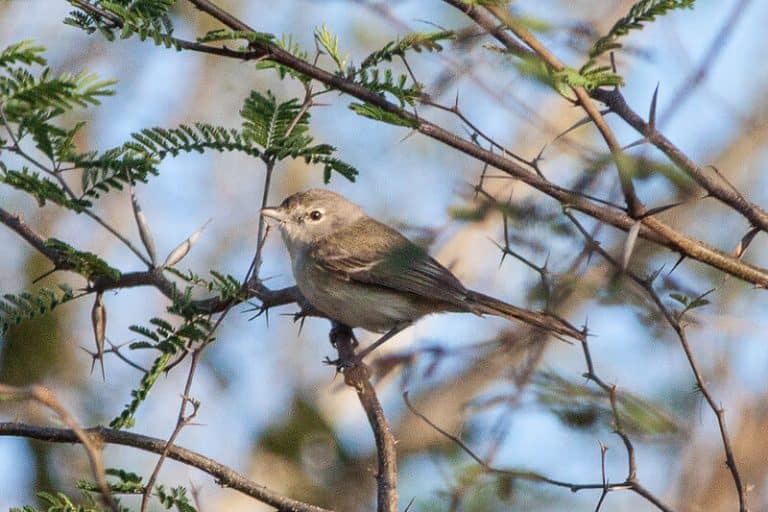 28 Birds That Start With B (Pictures & Facts) - Bird Feeder Hub
