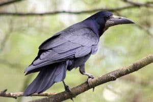 40 Types of Birds That Start With the Letter R (Pictures) - Bird Feeder Hub